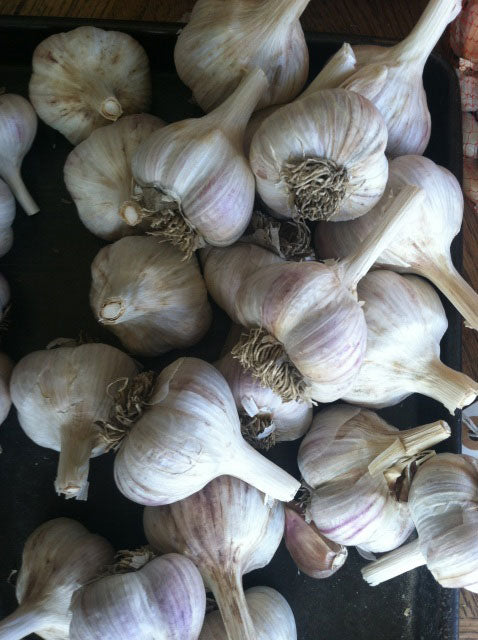 Amish Garlic – Mad River Garlic Growers