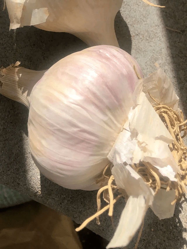 Dog House Garlic – Mad River Garlic Growers