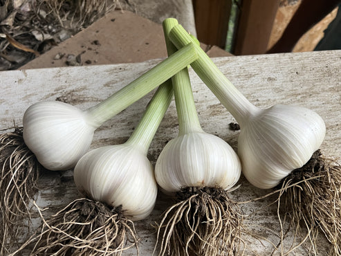 Rosewood – Mad River Garlic Growers