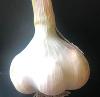 California Early – Mad River Garlic Growers