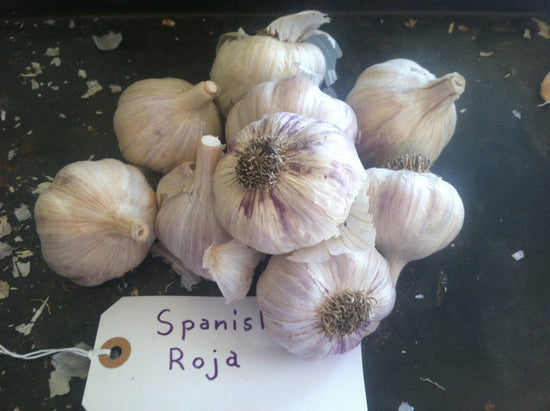 Spanish Roja Garlic – Mad River Garlic Growers