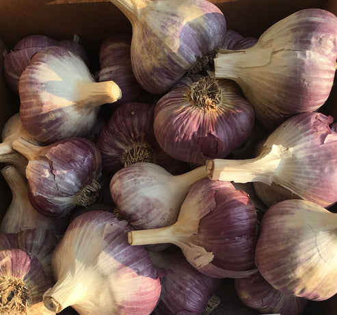 Russian Red Garlic – Mad River Garlic Growers