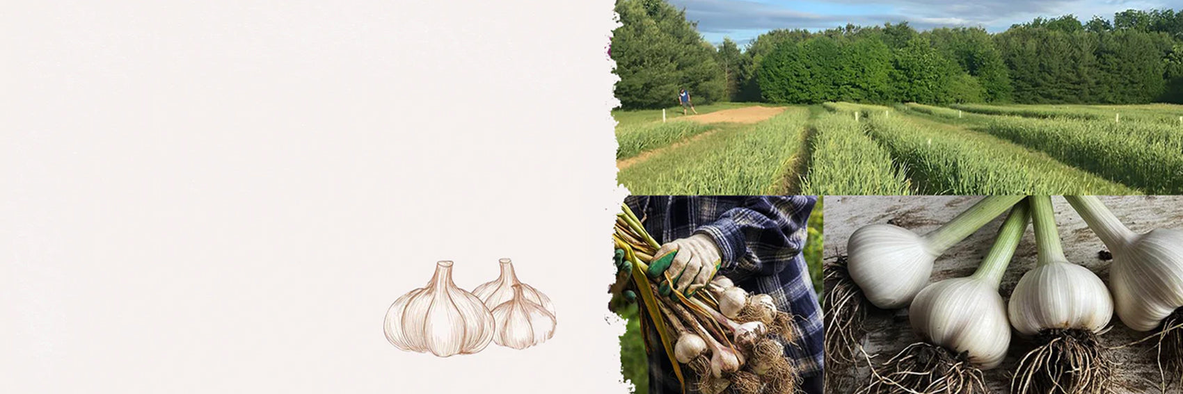 Our Farm News Blog – Mad River Garlic Growers