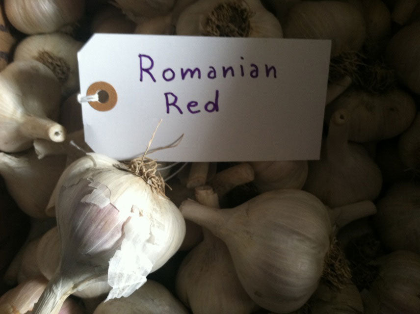 Romanian Red Garlic – Mad River Garlic Growers