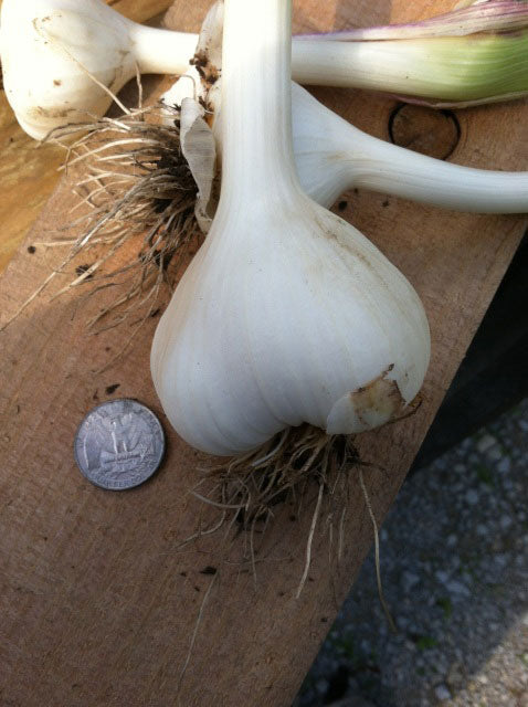 Music Garlic – Mad River Garlic Growers