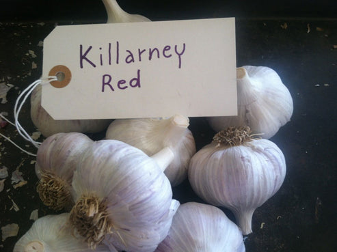 Killarney Red Garlic – Mad River Garlic Growers